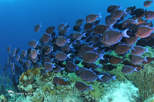 C4C Fish-tionary: A Quick Guide to some of Curaçao’s Most Commonly Seen ...