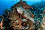 C4C Fish-tionary: A Quick Guide to some of Curaçao’s Most Commonly Seen ...