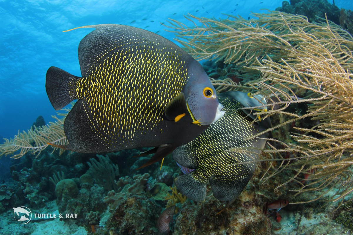 C4C Fish-tionary: A Quick Guide to some of Curaçao’s Most Commonly Seen ...