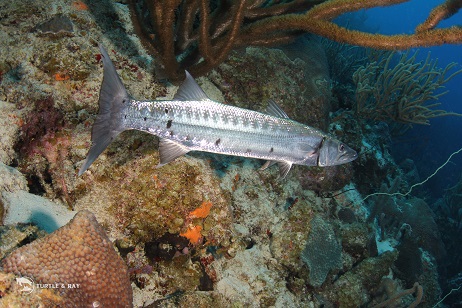 C4C Fish-tionary: A Quick Guide to some of Curaçao’s Most Commonly Seen ...