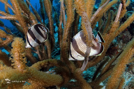 C4C Fish-tionary: A Quick Guide to some of Curaçao’s Most Commonly Seen ...