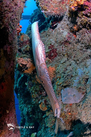 C4C Fish-tionary: A Quick Guide to some of Curaçao’s Most Commonly Seen ...