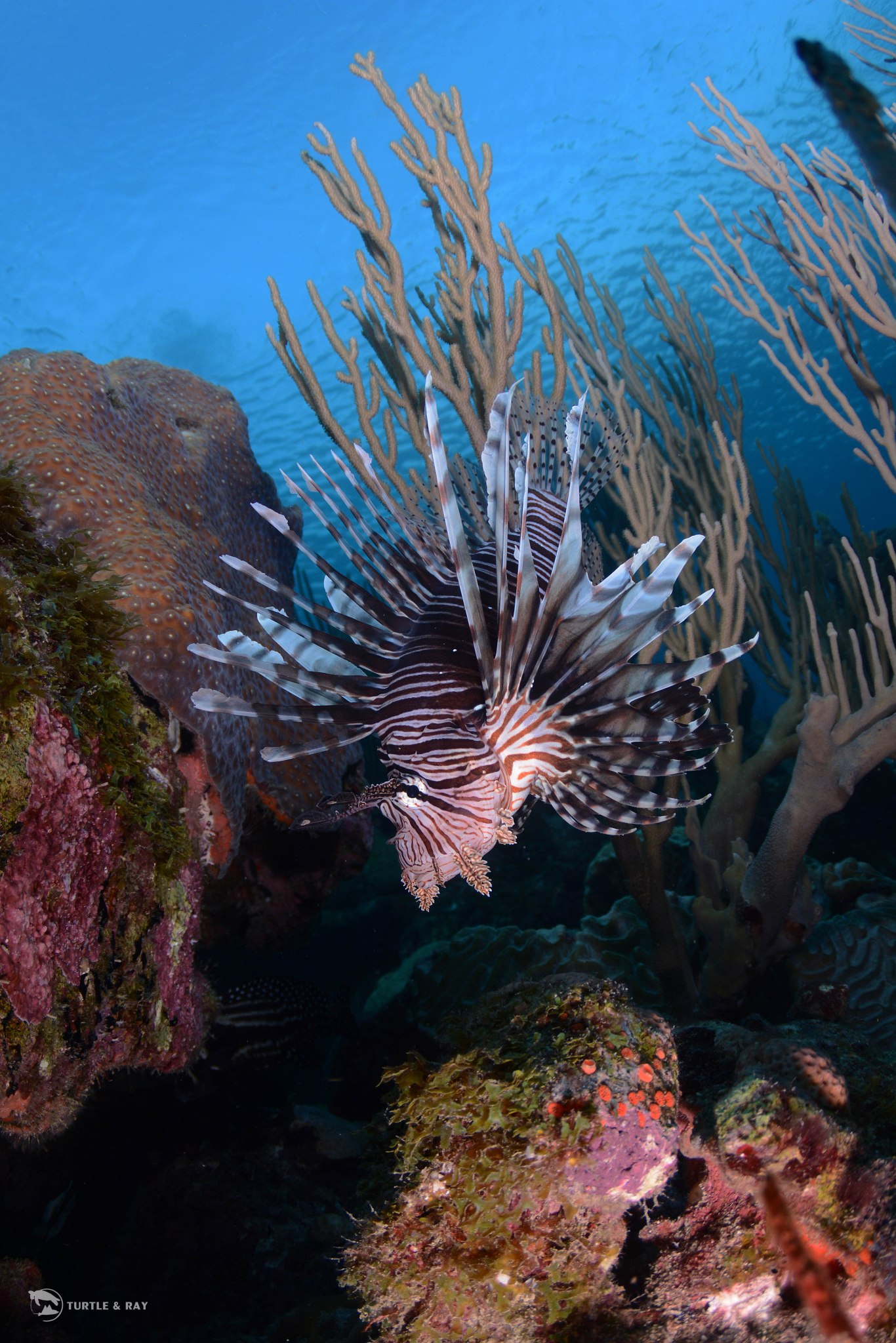 C4C Fish-tionary: A Quick Guide to some of Curaçao’s Most Commonly Seen ...