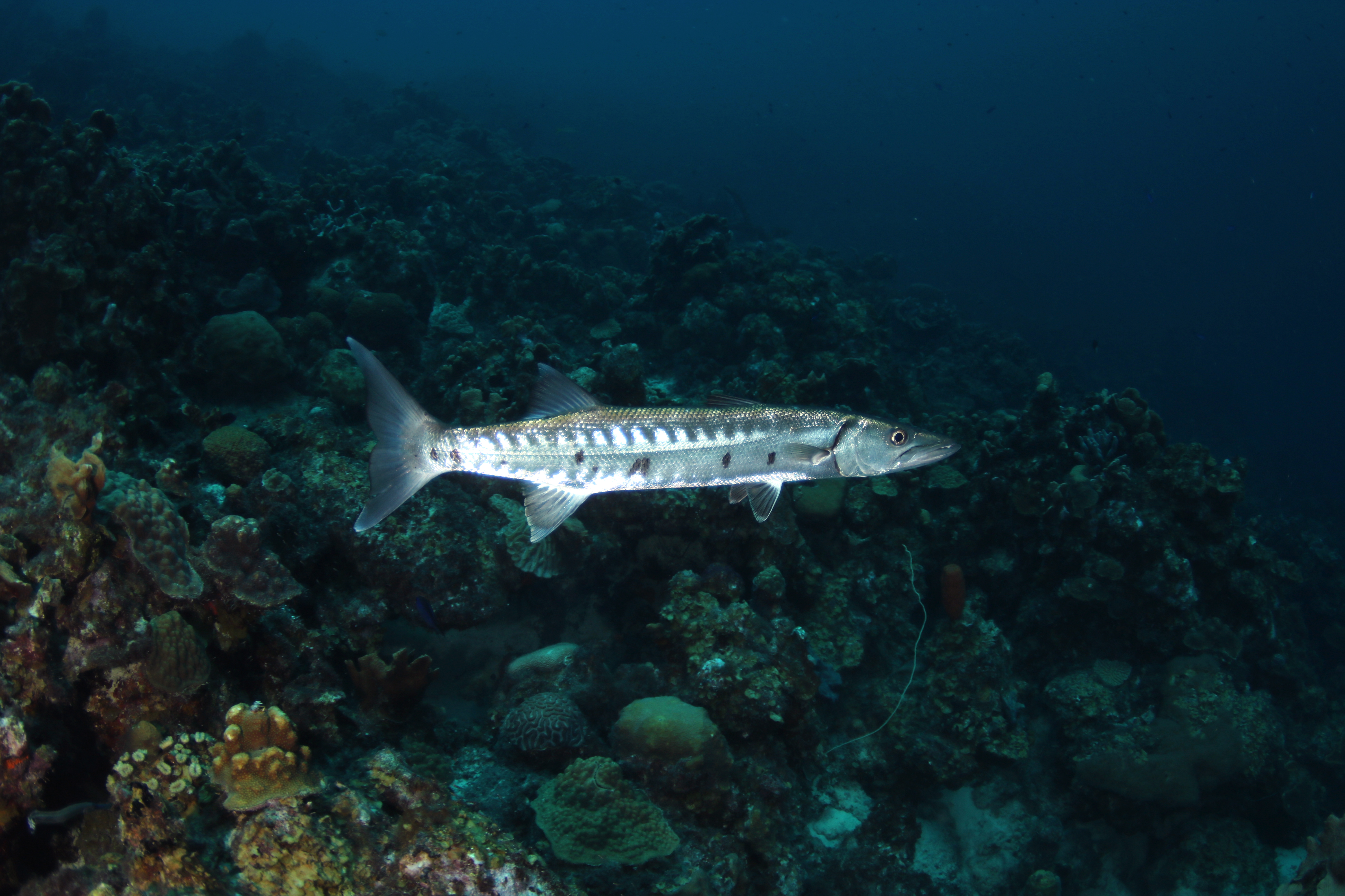 C4C Fish-tionary: A Quick Guide to some of Curaçao’s Most Commonly Seen ...