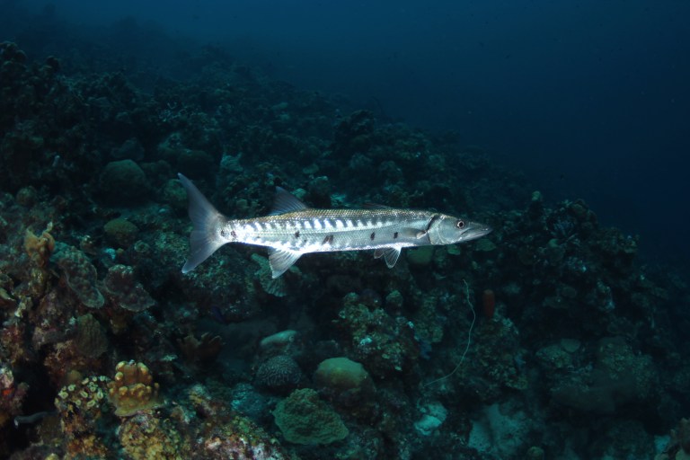 C4C Fish-tionary: A Quick Guide to some of Curaçao’s Most Commonly Seen ...