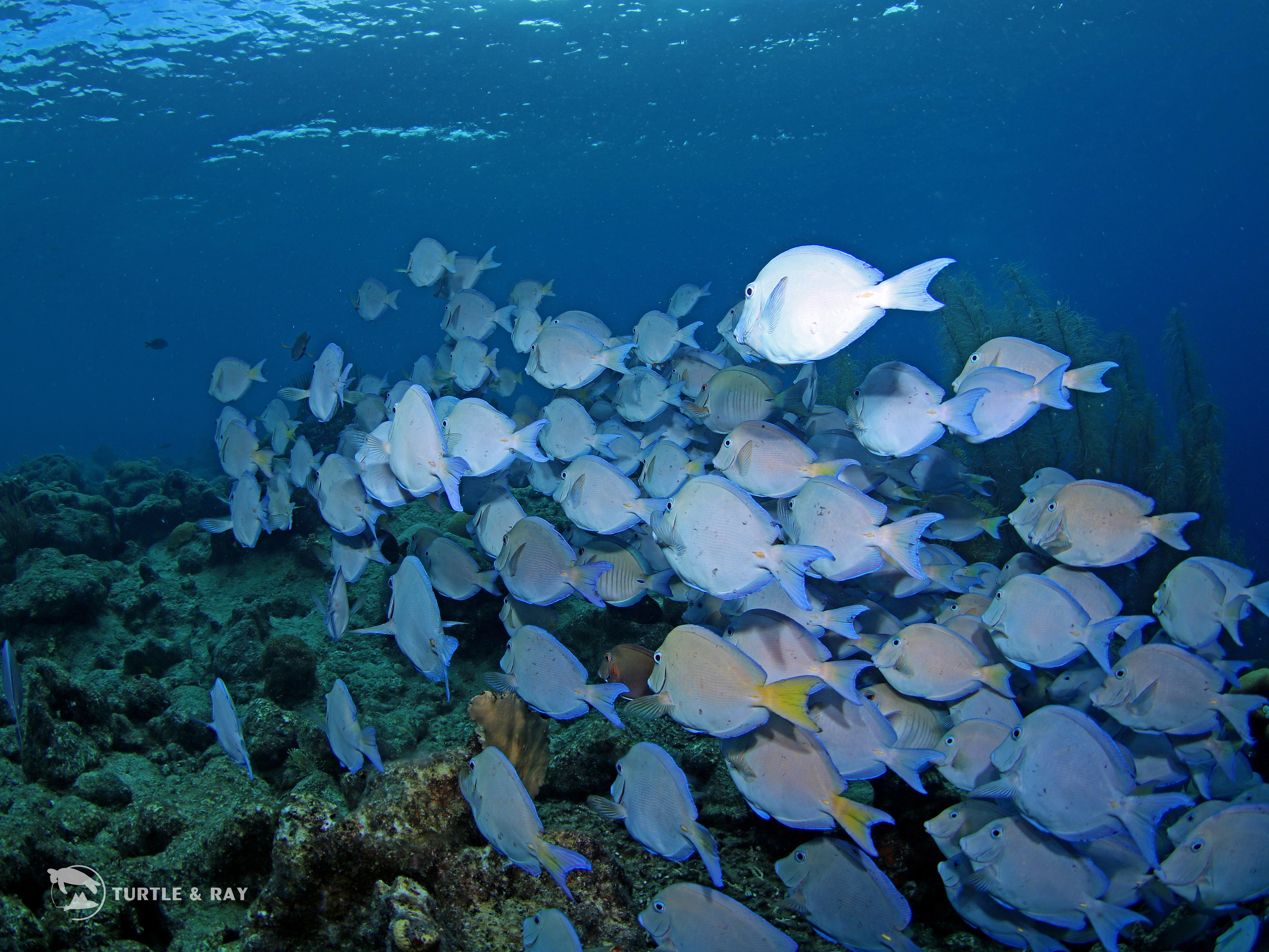 C4C Fish-tionary: A Quick Guide to some of Curaçao’s Most Commonly Seen ...